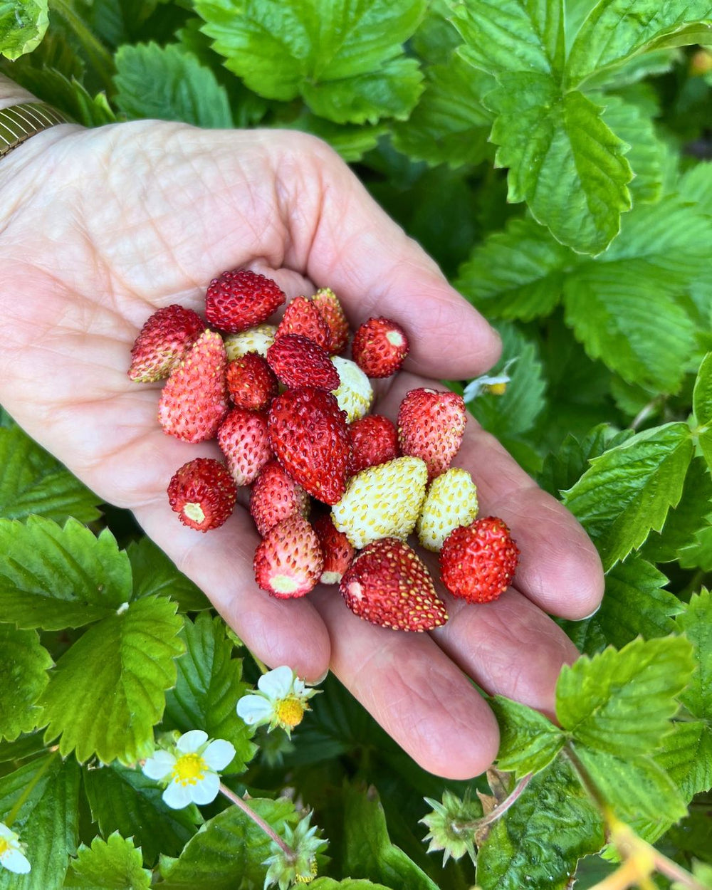 Gardening 101 – Renee's Garden