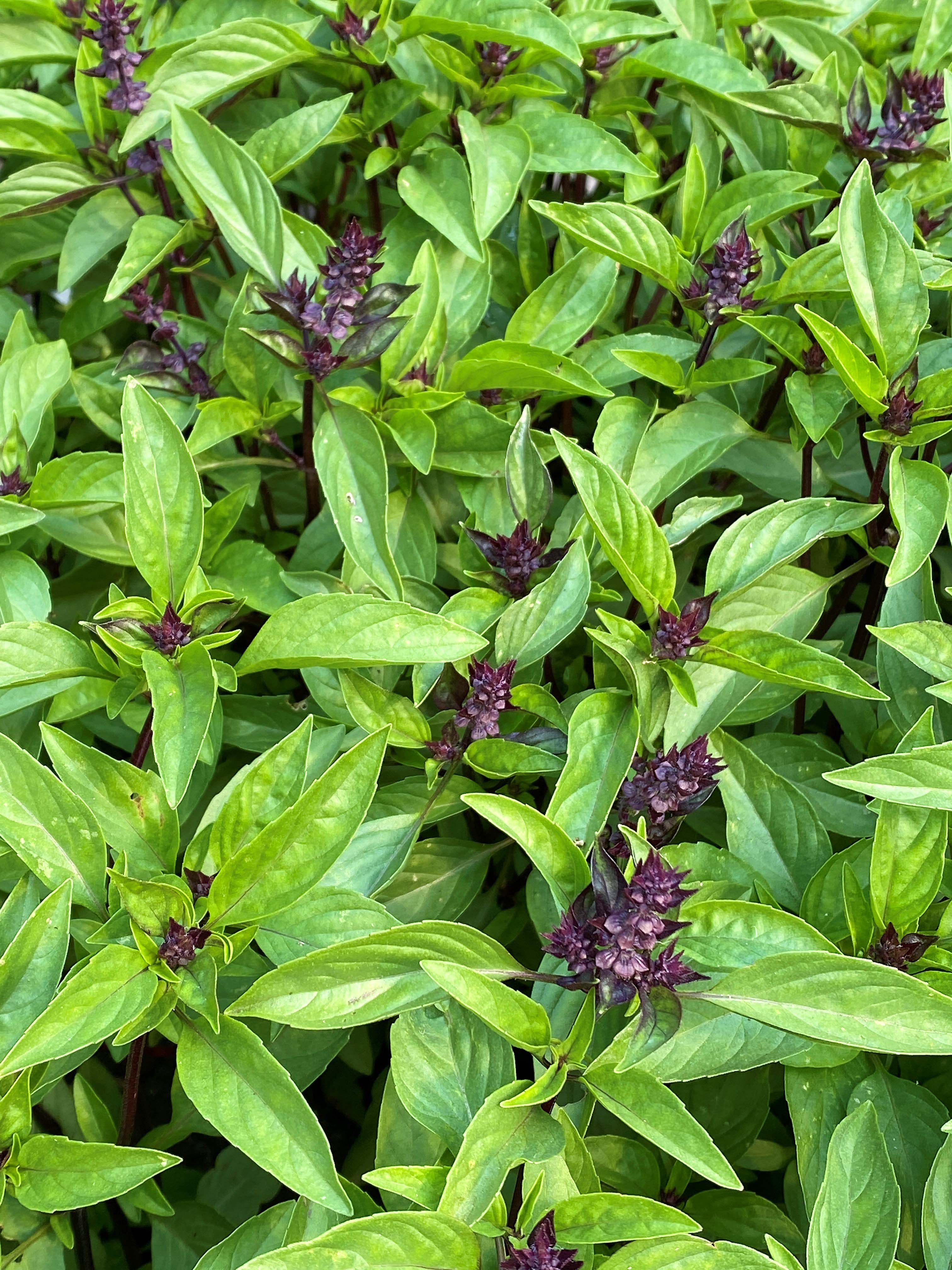 Asian Vegetables and Herbs – Page 3 – Renee's Garden