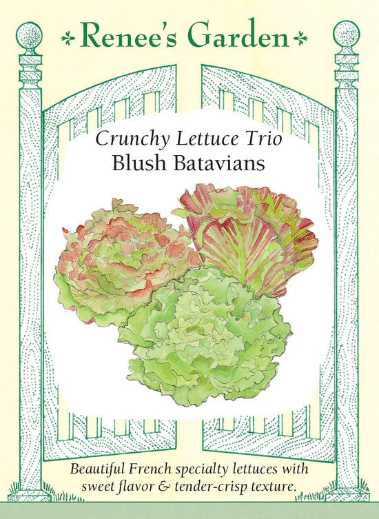 'Blush Batavians' Crunchy Lettuce Trio – Renee's Garden