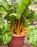'The Container Kitchen Garden' Easy To Grow Collection – Renee's Garden