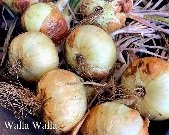'Northern' Rainbow Onion Sampler | Renee's Garden Seeds
