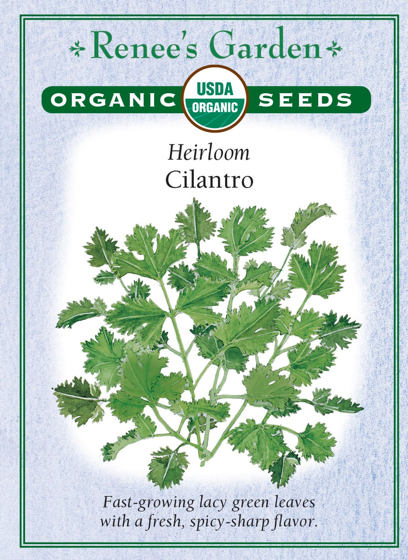 'Cilantro' Heirloom – Renee's Garden