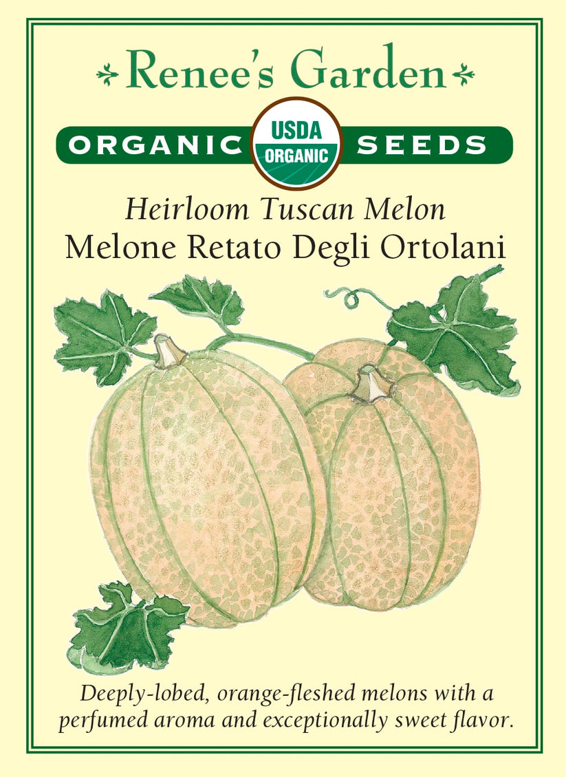 'Melone Retato Degli Ortolani' Heirloom Tuscan Melon – Renee's Garden