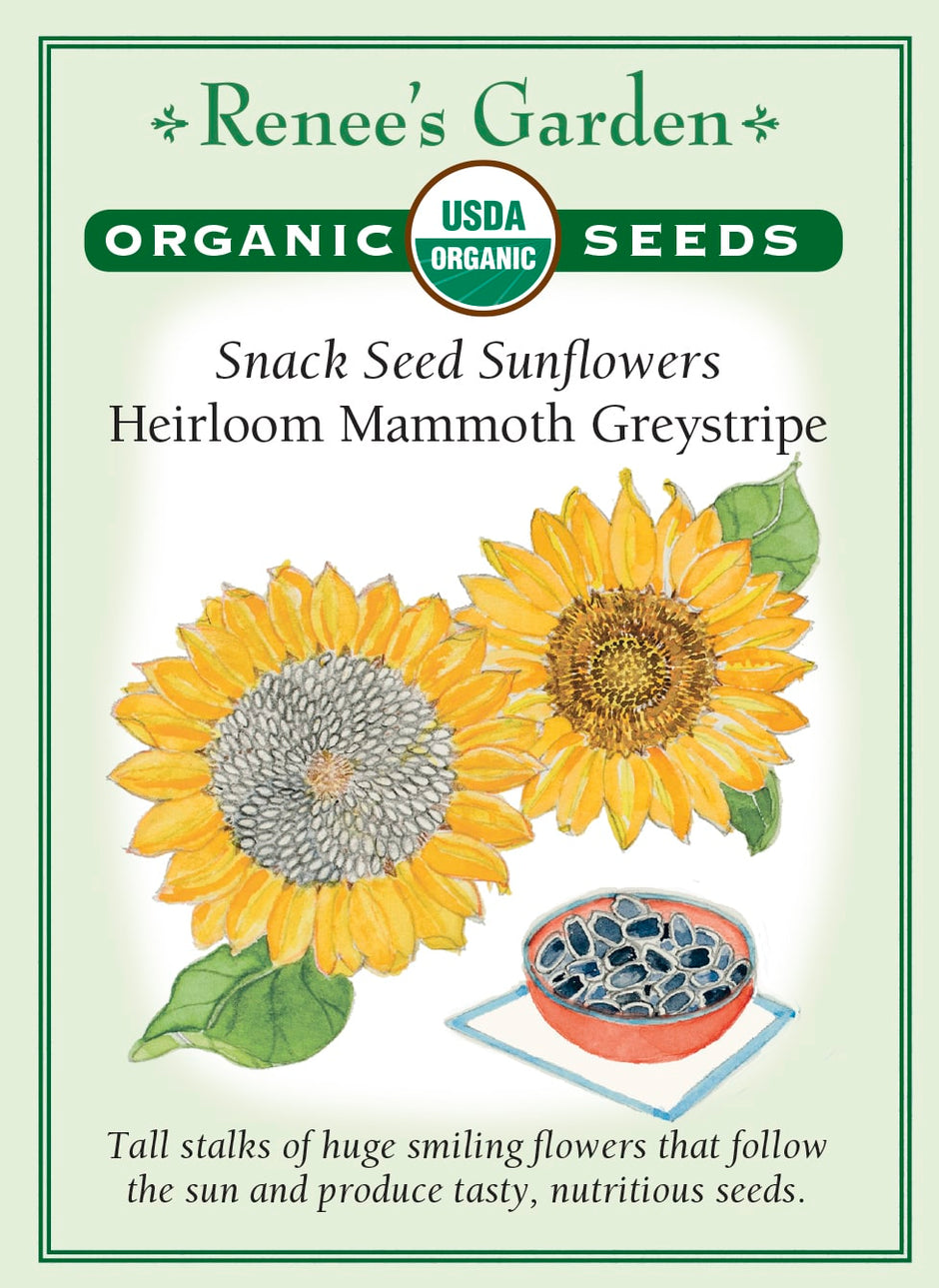 'Heirloom Mammoth Greystripe' Snack Seed Sunflowers – Renee's Garden