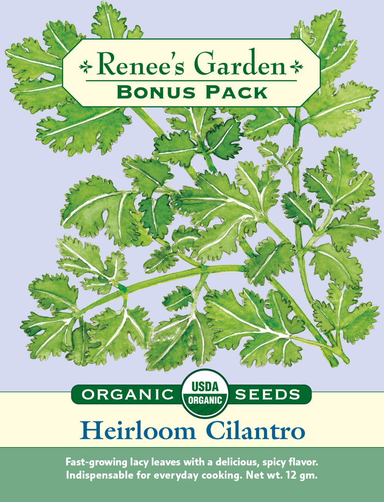 'Heirloom Cilantro' Bonus Pack | Renee's Garden Seeds