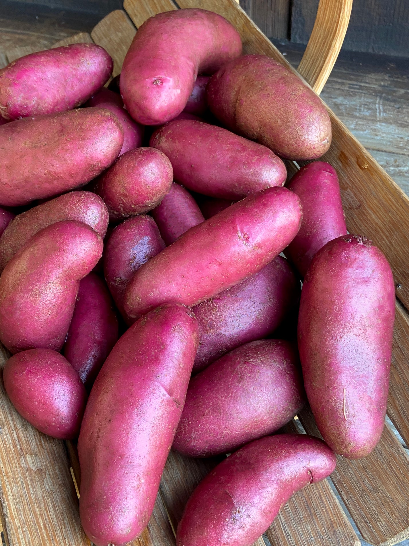 'Amarosa Fingerling' Individual Potato Varieties – Renee's Garden