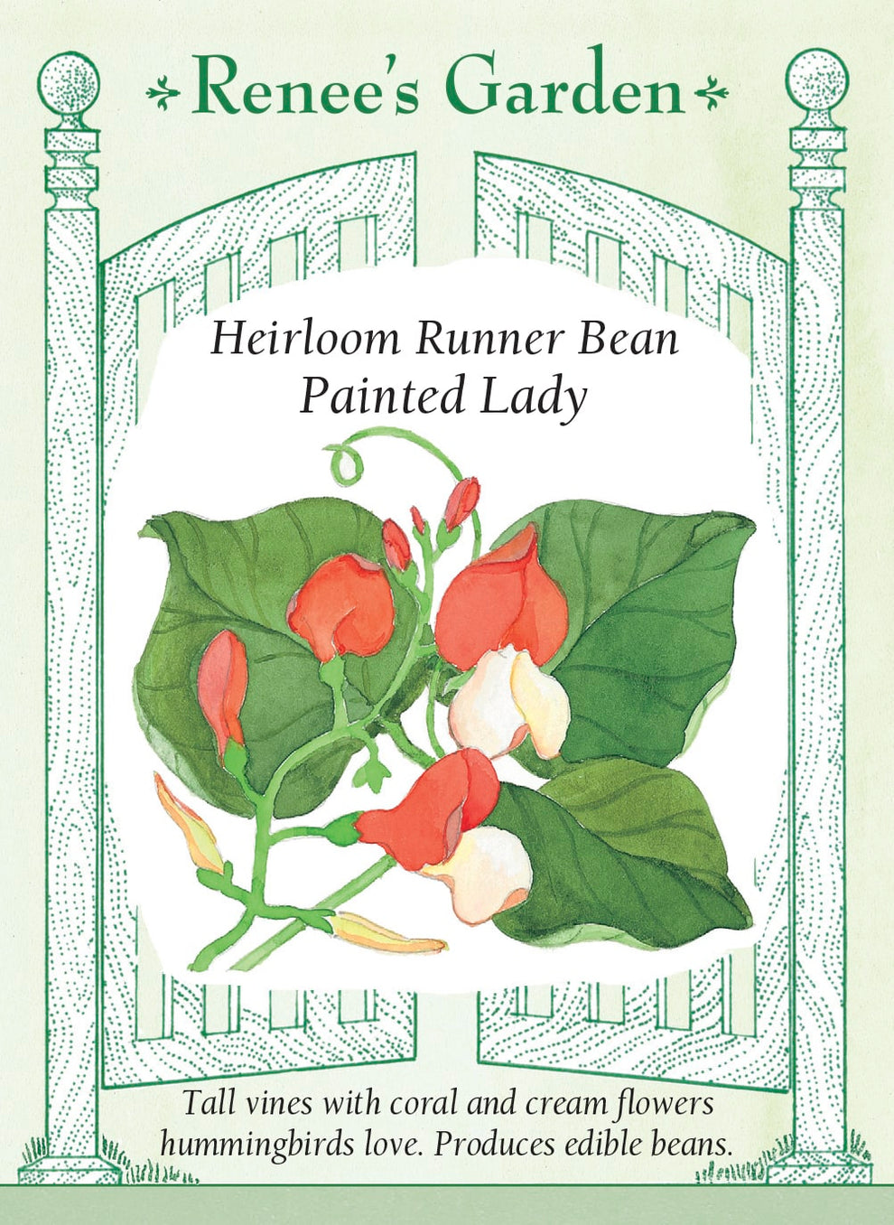 'Painted Lady' Heirloom Runner Bean – Renee's Garden