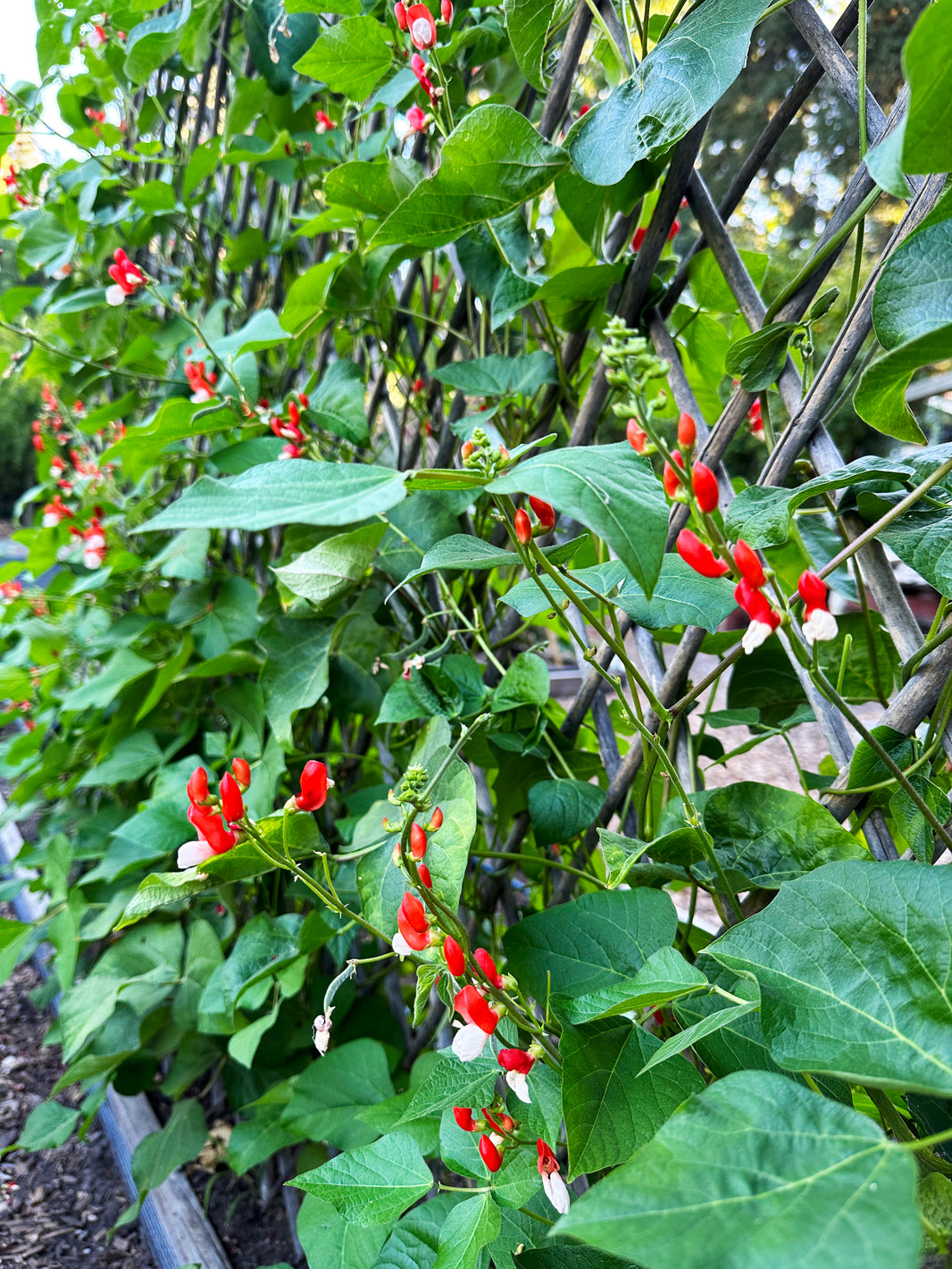 Runner Bean – Renee's Garden