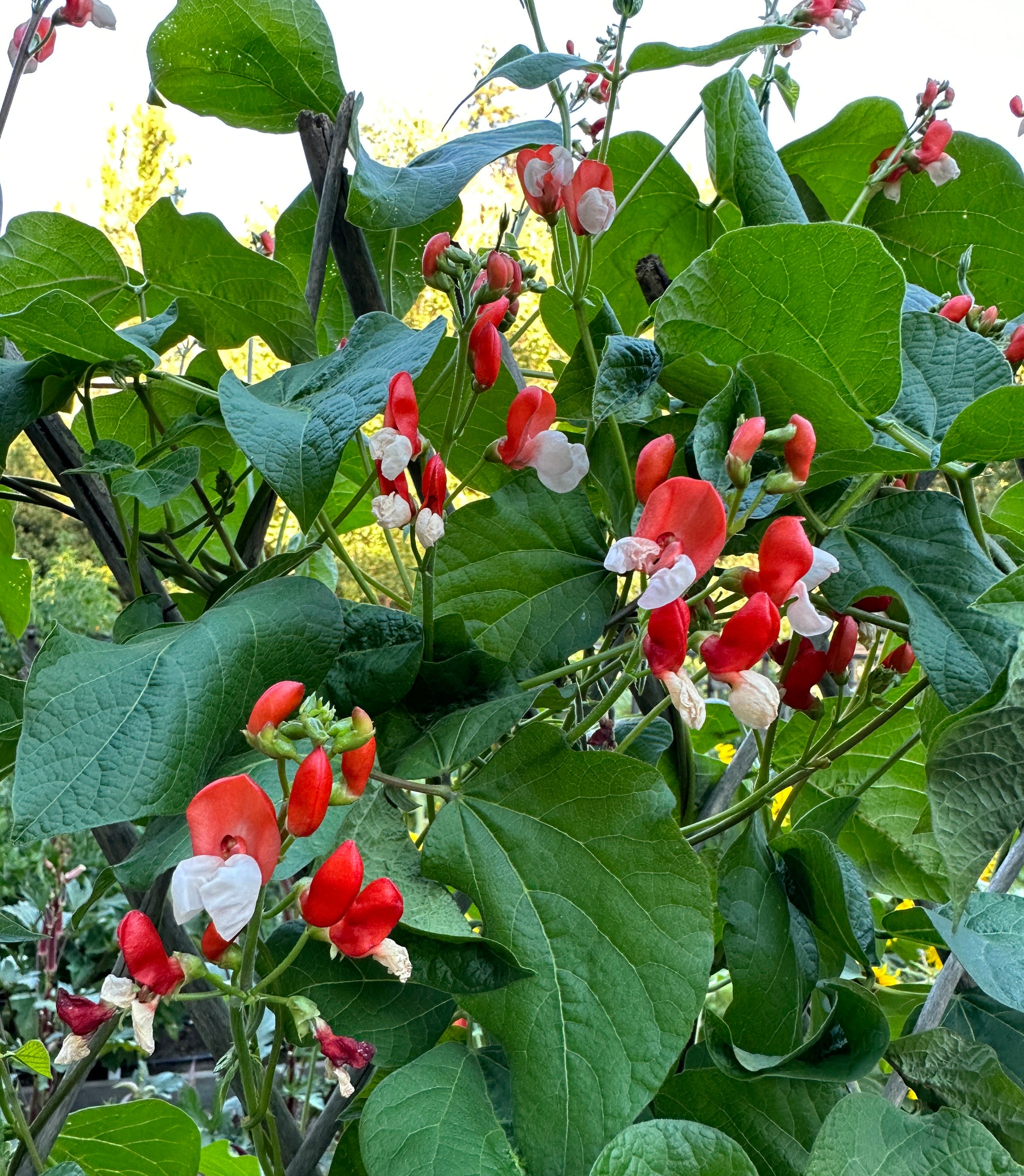 'Painted Lady' Heirloom Runner Bean – Renee's Garden