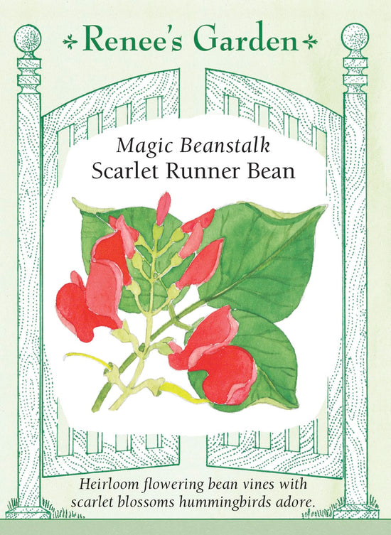 'Magic Beanstalk' Scarlet Runner Bean – Renee's Garden