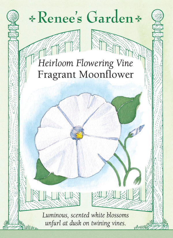 'Fragrant Moonflower' Heirloom Flowering Vine – Renee's Garden