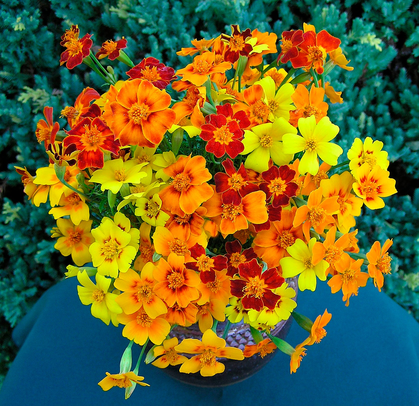 'Heirloom Signet Starfire' Petite Marigolds – Renee's Garden