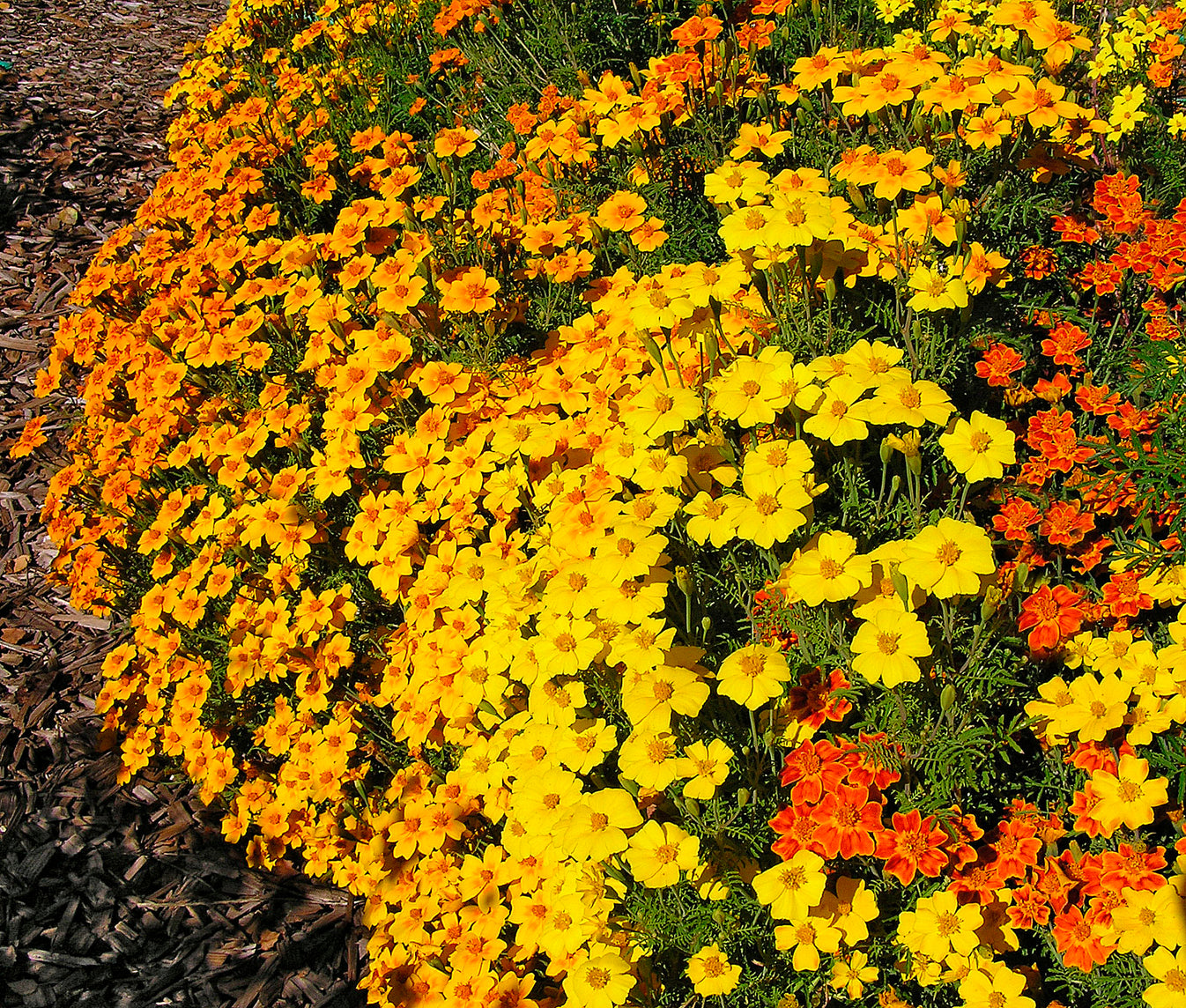 'Heirloom Signet Starfire' Petite Marigolds – Renee's Garden