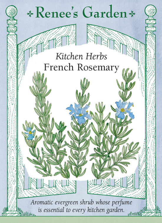 'French Rosemary' Kitchen Herbs – Renee's Garden