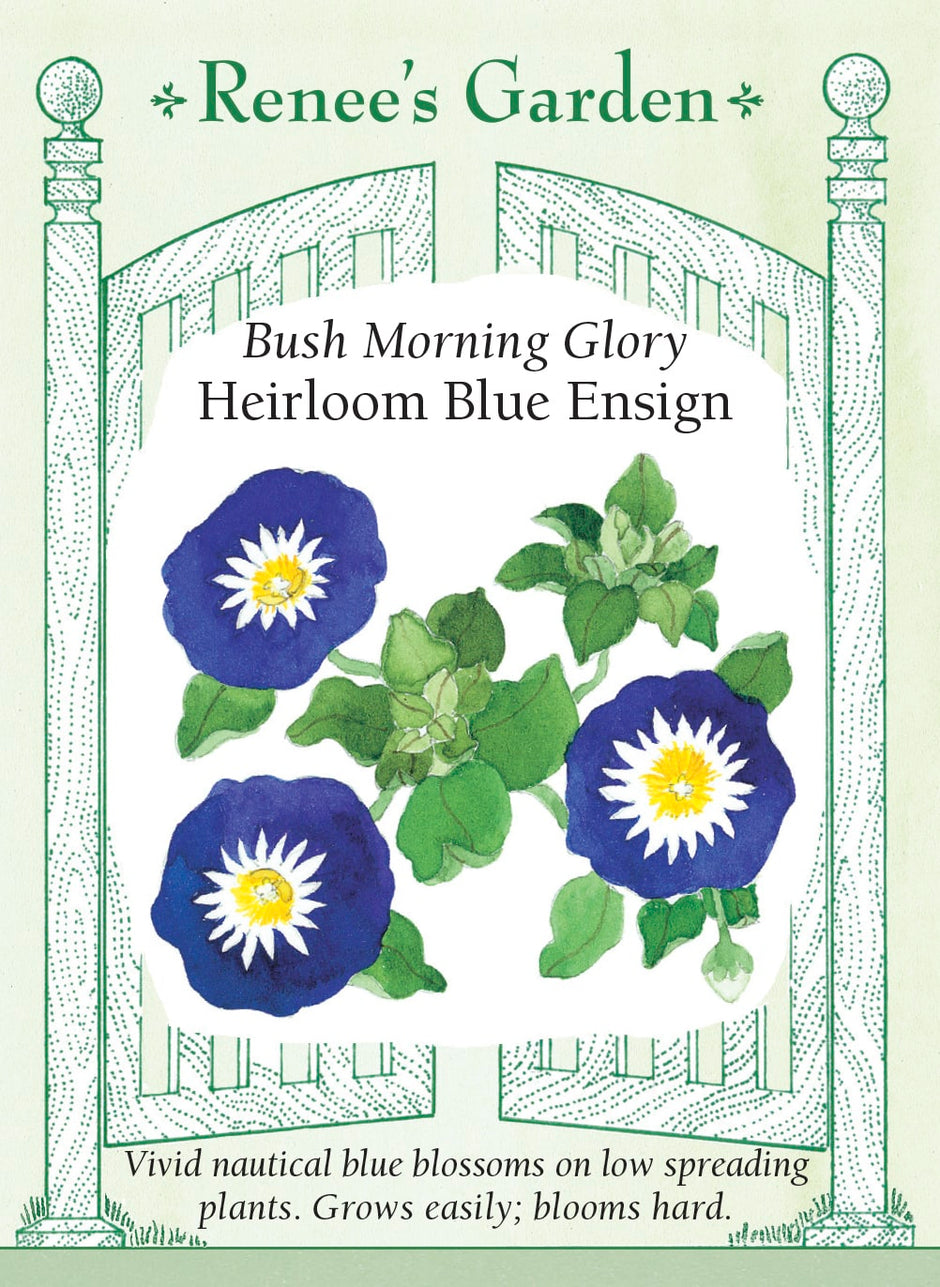 Morning Glory – Renee's Garden