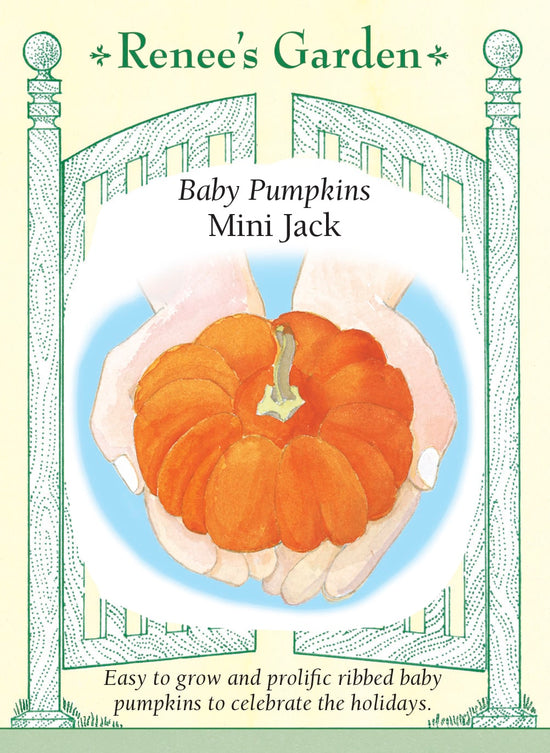 'Mini Jack' Baby Pumpkins – Renee's Garden