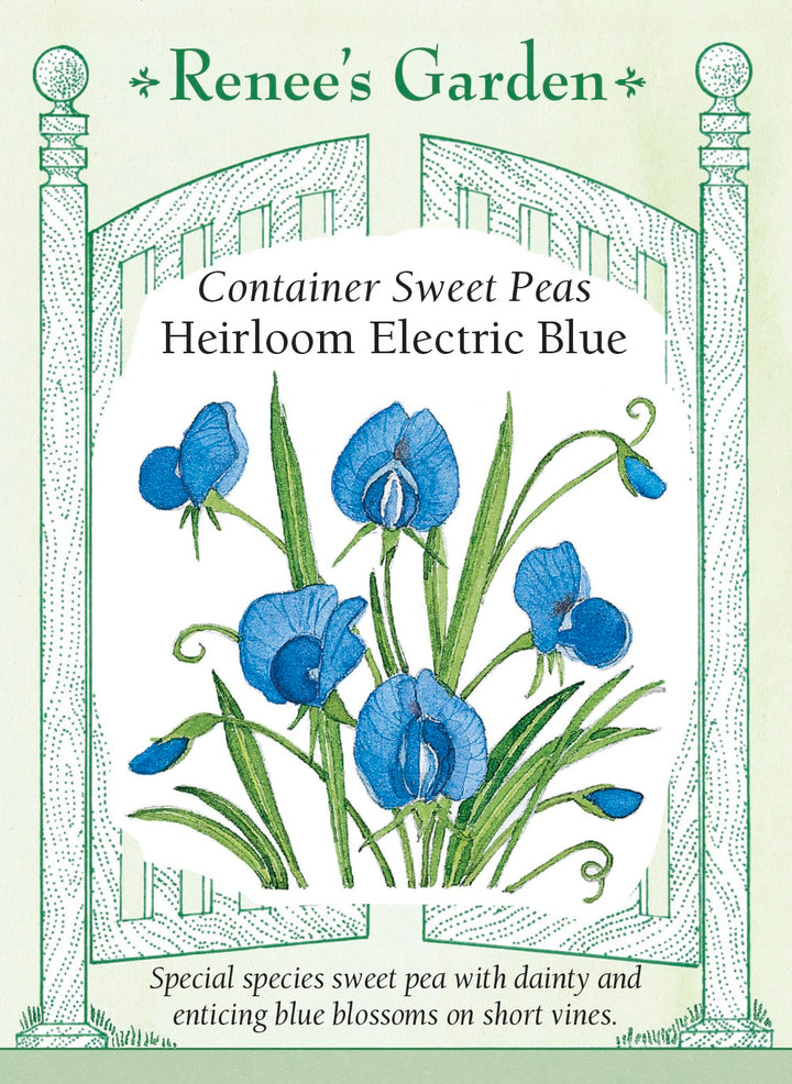 'Electric Blue' Container Sweet Peas – Renee's Garden