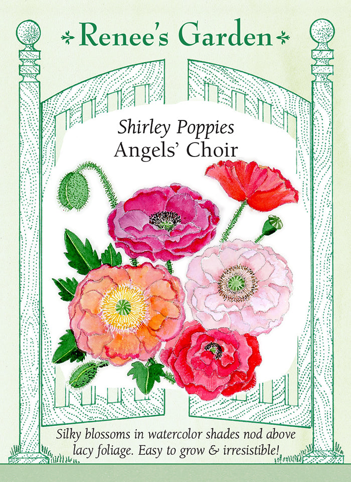'Angels’ Choir' Shirley Poppies | Renee's Garden Seeds