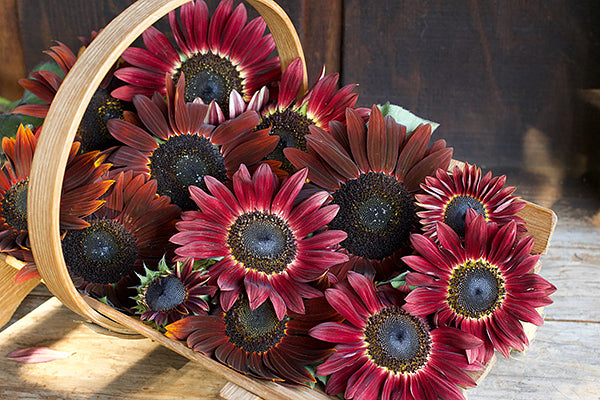 'Chocolate Cherry' Ornamental Sunflowers | Renee's Garden Seeds