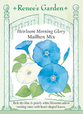 Morning Glory – Renee's Garden