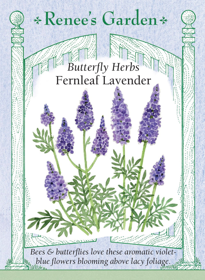 'Fernleaf Lavender' Butterfly Herbs – Renee's Garden