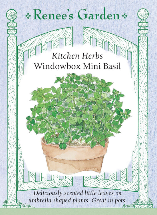 'Windowbox Mini Basil' Kitchen Herbs – Renee's Garden