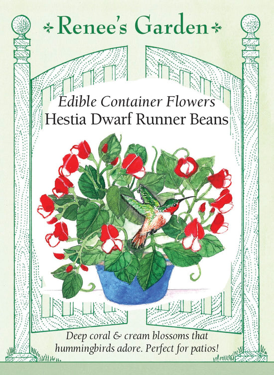 'Hestia Dwarf Runner Beans' Edible Container Flowers – Renee's Garden