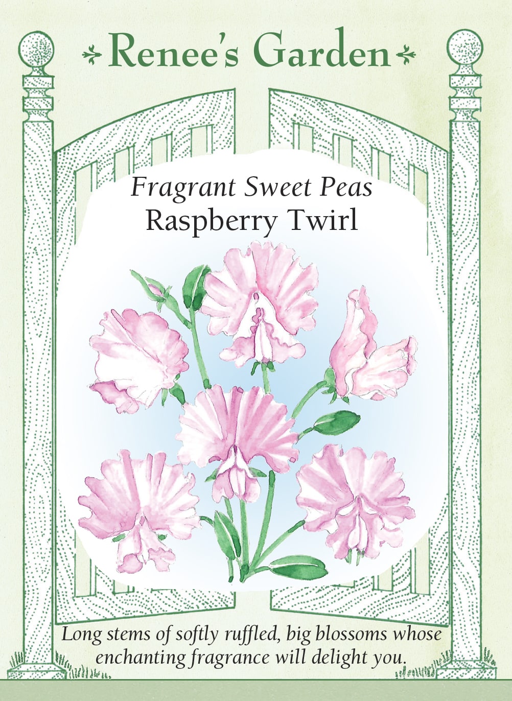 'Raspberry Twirl' Fragrant Sweet Peas – Renee's Garden