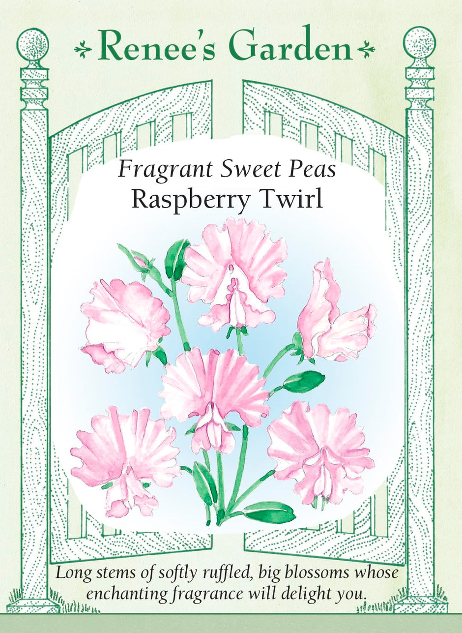 'Raspberry Twirl' Fragrant Sweet Peas – Renee's Garden