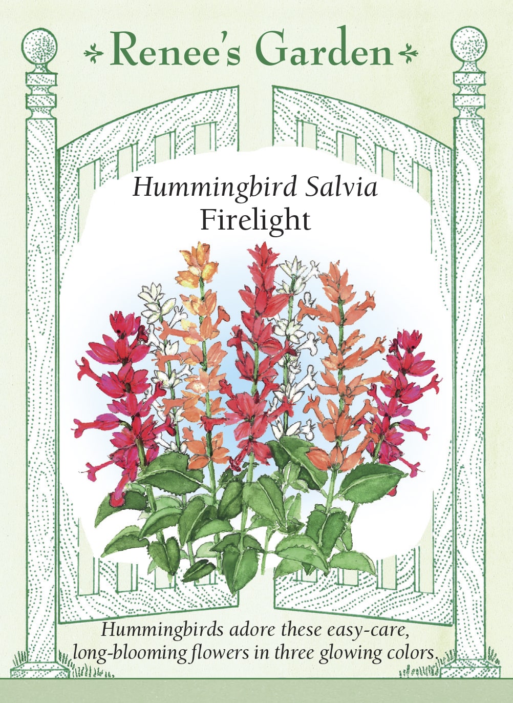 'Firelight' Hummingbird Salvia – Renee's Garden