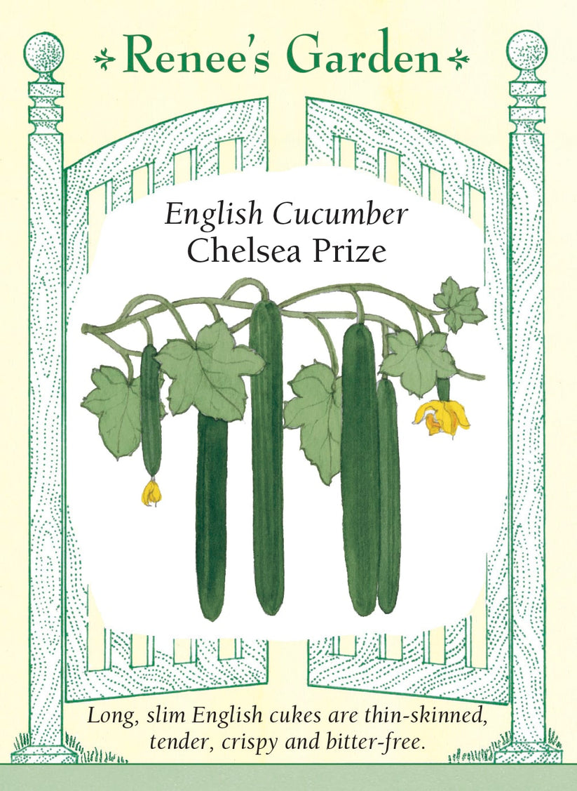 'Chelsea Prize' English Cucumber – Renee's Garden