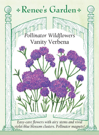 'Vanity Verbena' Pollinator Wildflowers – Renee's Garden