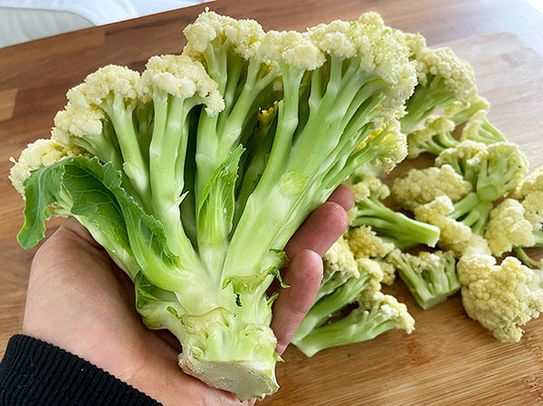 'Fioretto' Floret Cauliflower – Renee's Garden