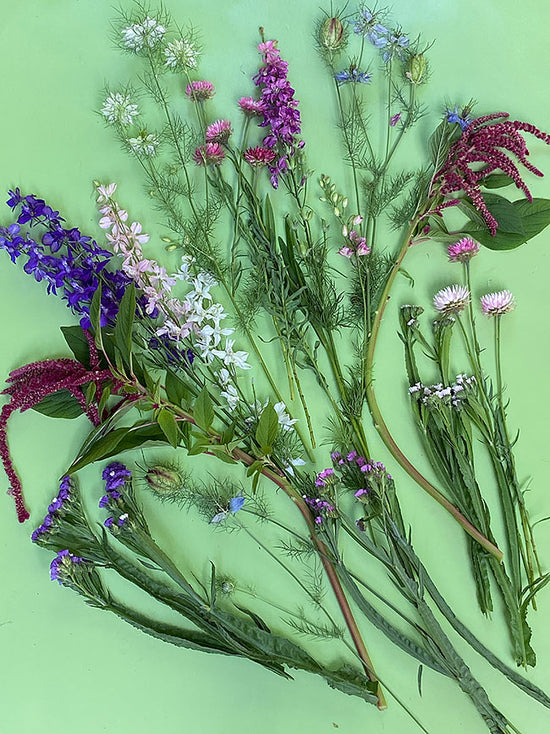 'Everlasting Beauty Mix' Pollinator Flowers – Renee's Garden
