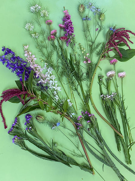 'Everlasting Beauty Mix' Pollinator Flowers | Renee's Garden Seeds