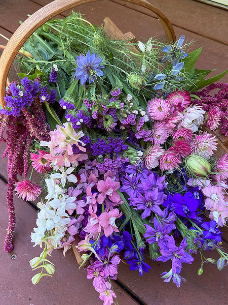 'Everlasting Beauty Mix' Pollinator Flowers | Renee's Garden Seeds