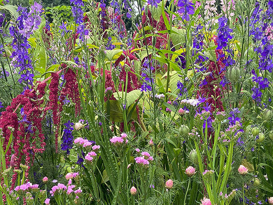 'Everlasting Beauty Mix' Pollinator Flowers – Renee's Garden