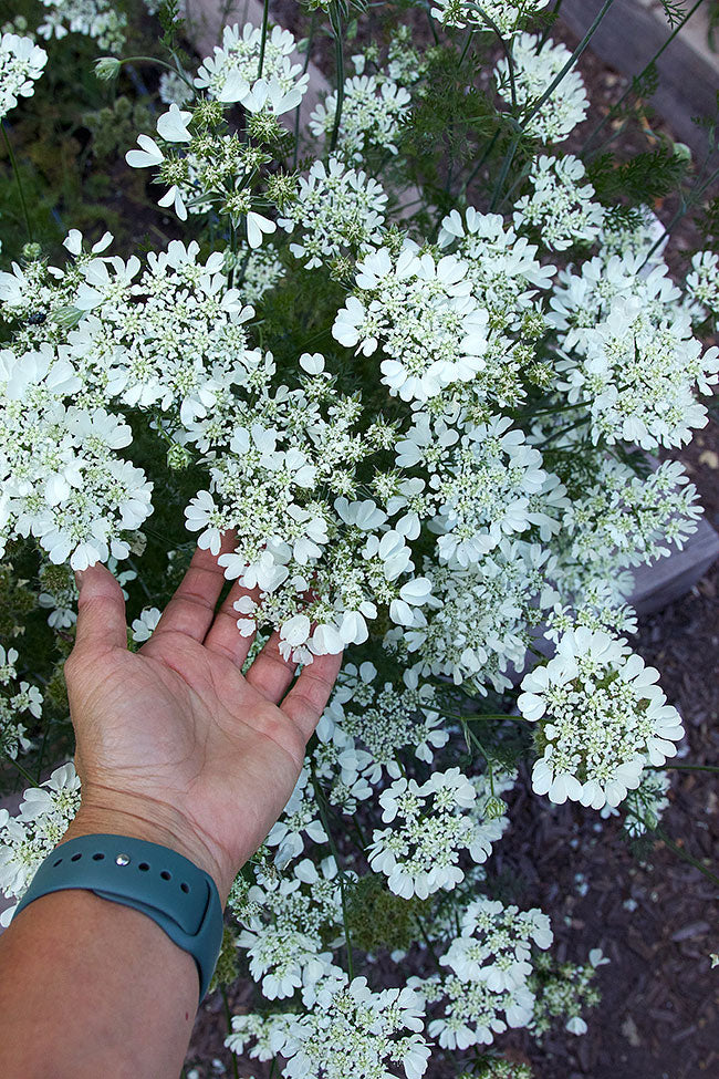 ‘White Lace Orlaya’ Pollinator Flowers | Renee's Garden Seeds