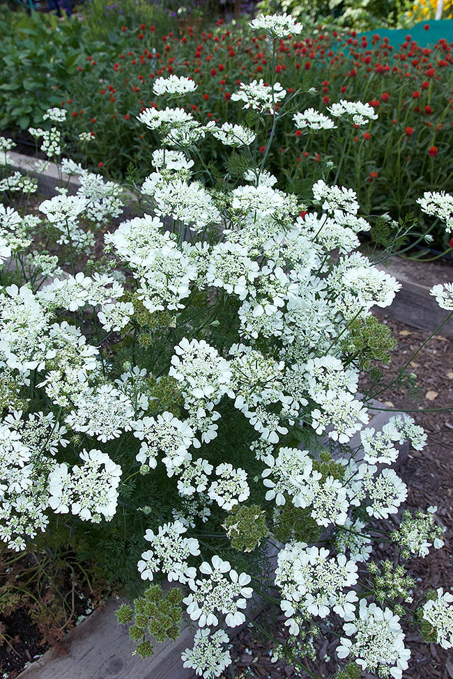 ‘White Lace Orlaya’ Pollinator Flowers | Renee's Garden Seeds