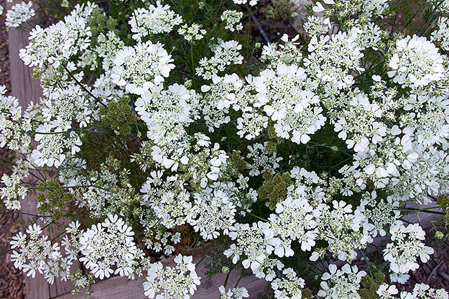 ‘White Lace Orlaya’ Pollinator Flowers – Renee's Garden
