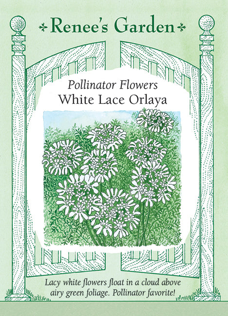 ‘White Lace Orlaya’ Pollinator Flowers | Renee's Garden Seeds