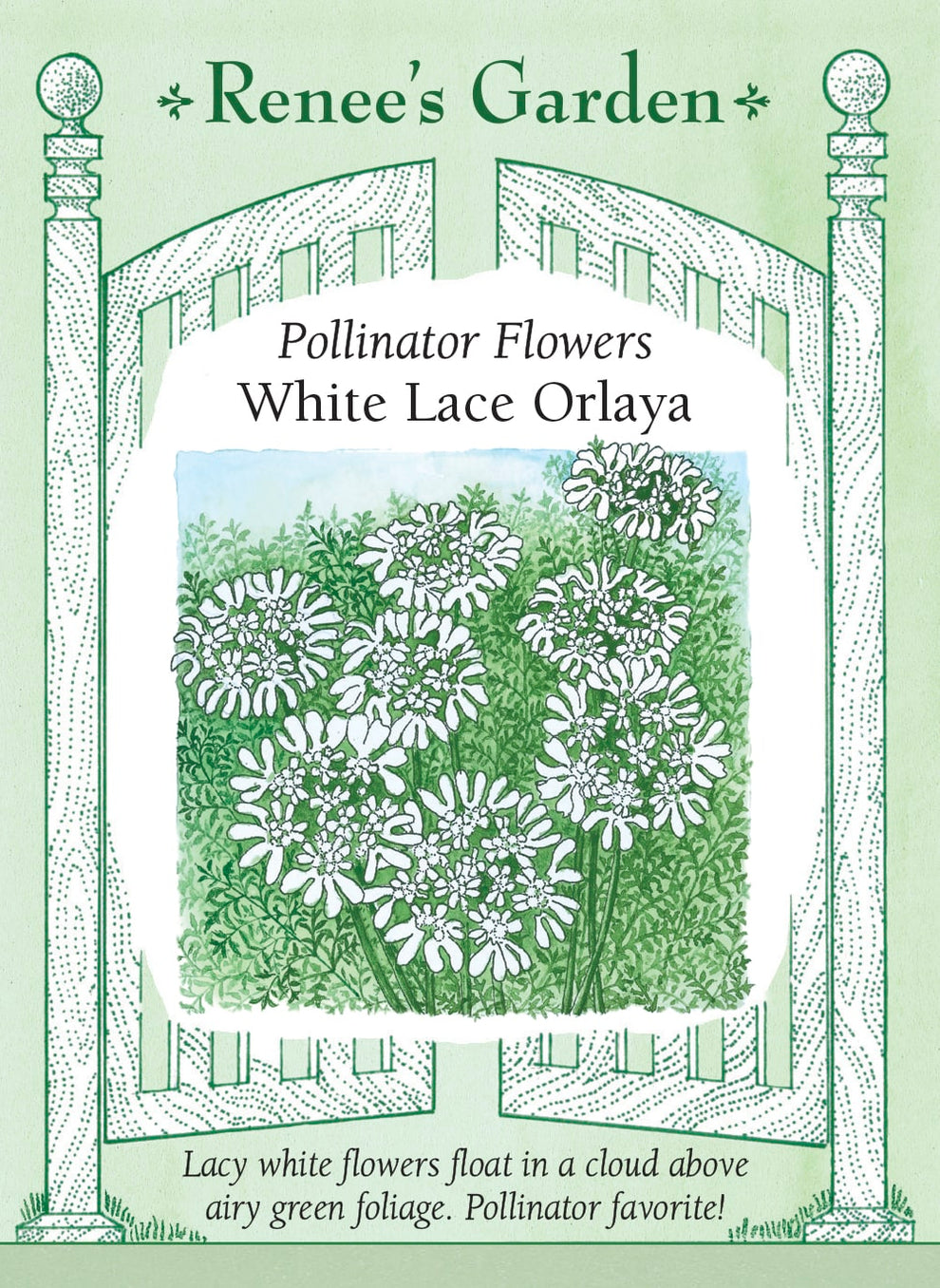 ‘White Lace Orlaya’ Pollinator Flowers – Renee's Garden