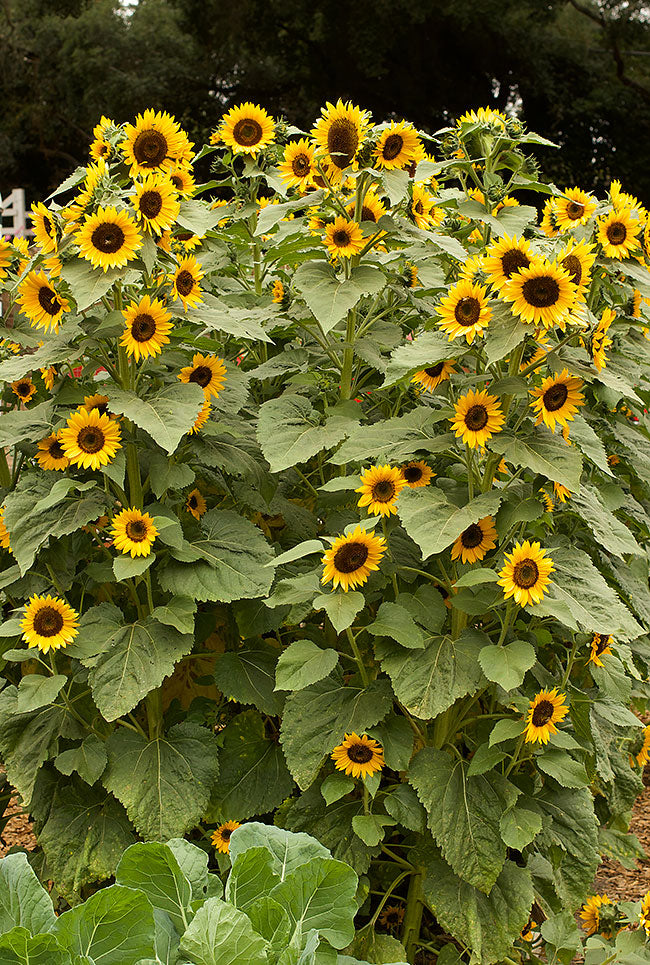 'High Noon' Long-Lasting Sunflowers | Renee's Garden Seeds