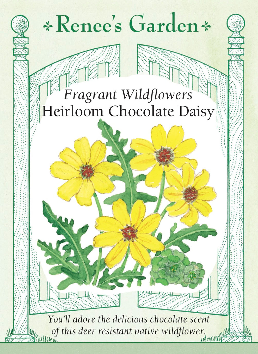 'Heirloom Chocolate Daisy' Fragrant Wildflowers – Renee's Garden