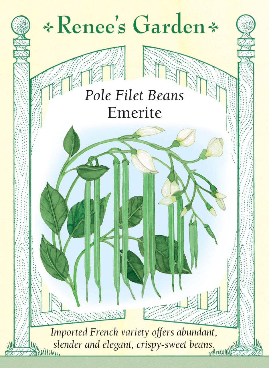 'Pixie' Baby Cabbage – Renee's Garden