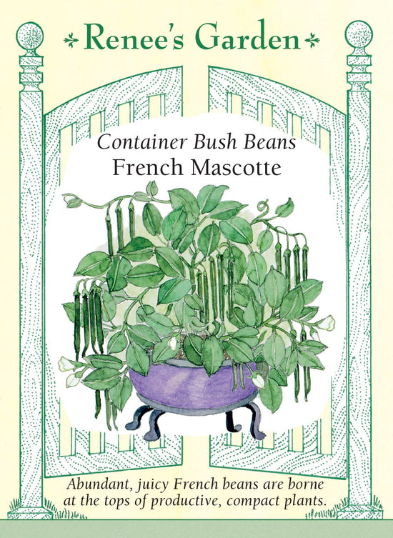 'French Mascotte' Container Bush Beans – Renee's Garden