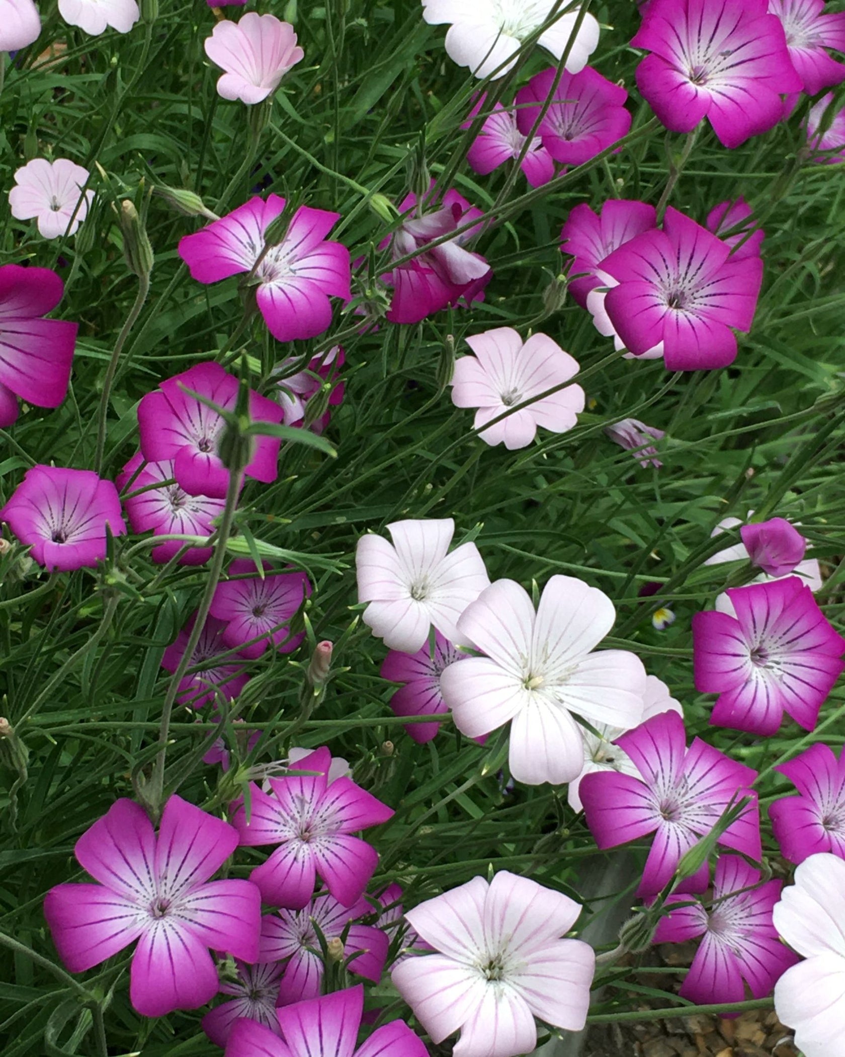 'Purple Queen and Pink Contessa' Agrostemma – Renee's Garden