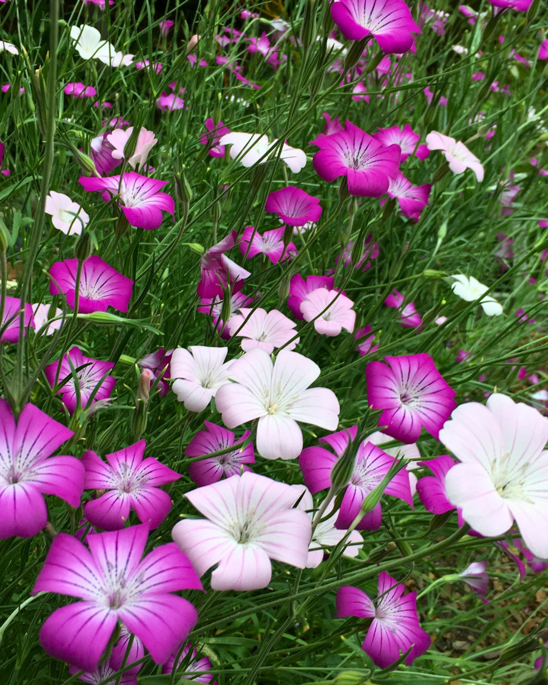 Flowers – tagged "Agrostemma" – Renee's Garden