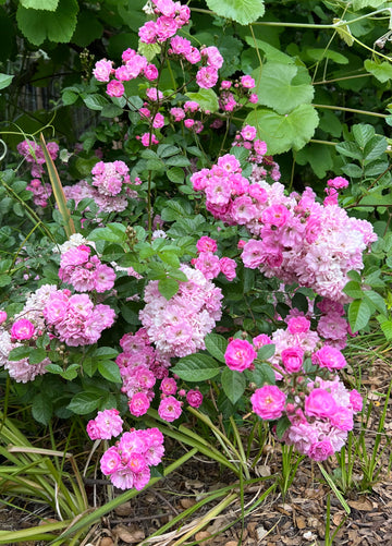Flowers – tagged "Roses" – Renee's Garden