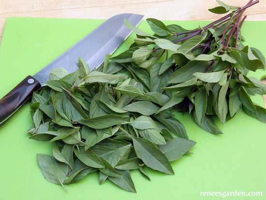'Queenette' True Thai Basil – Renee's Garden